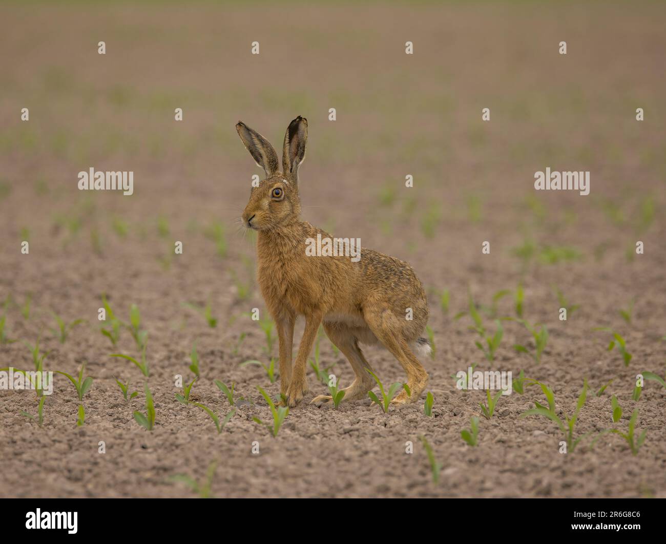 Hare captured in open countryside hi-res stock photography and images ...