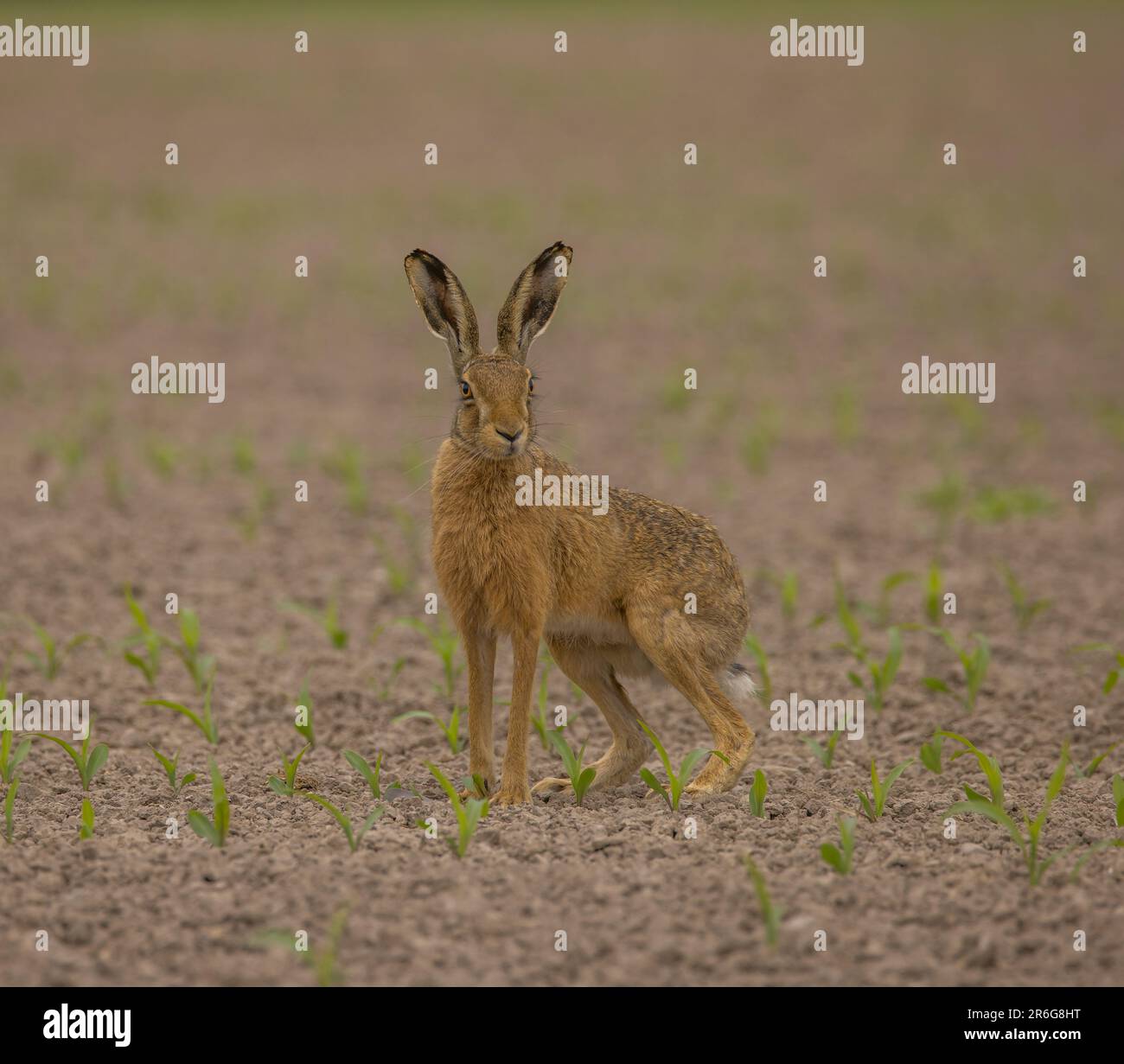 Hare captured in open countryside hi-res stock photography and images ...