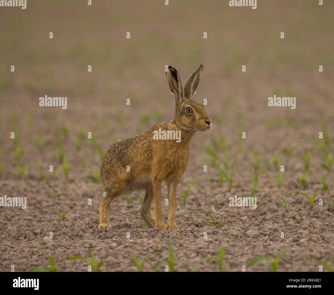 Hare captured in open countryside hi-res stock photography and images ...