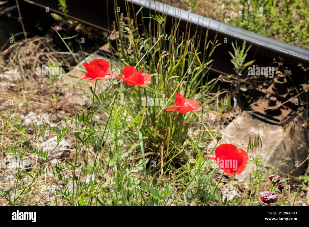 Wild poppy flower bloomed along abandoned train line Stock Photo - Alamy