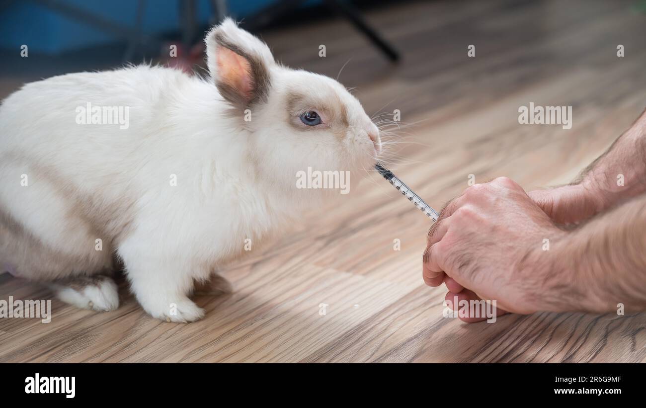 A man gives a rabbit medicine from a syringe. Bunny drinks from a ...
