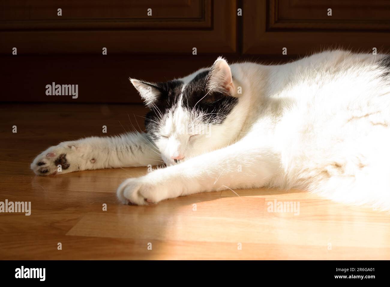 Big fat white cat lying on the floor in the sun close up Stock Photo ...