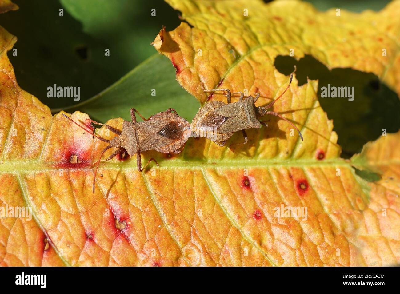 Male and female Dock bugs (Coreus marginatus), family Coreidae on a ...