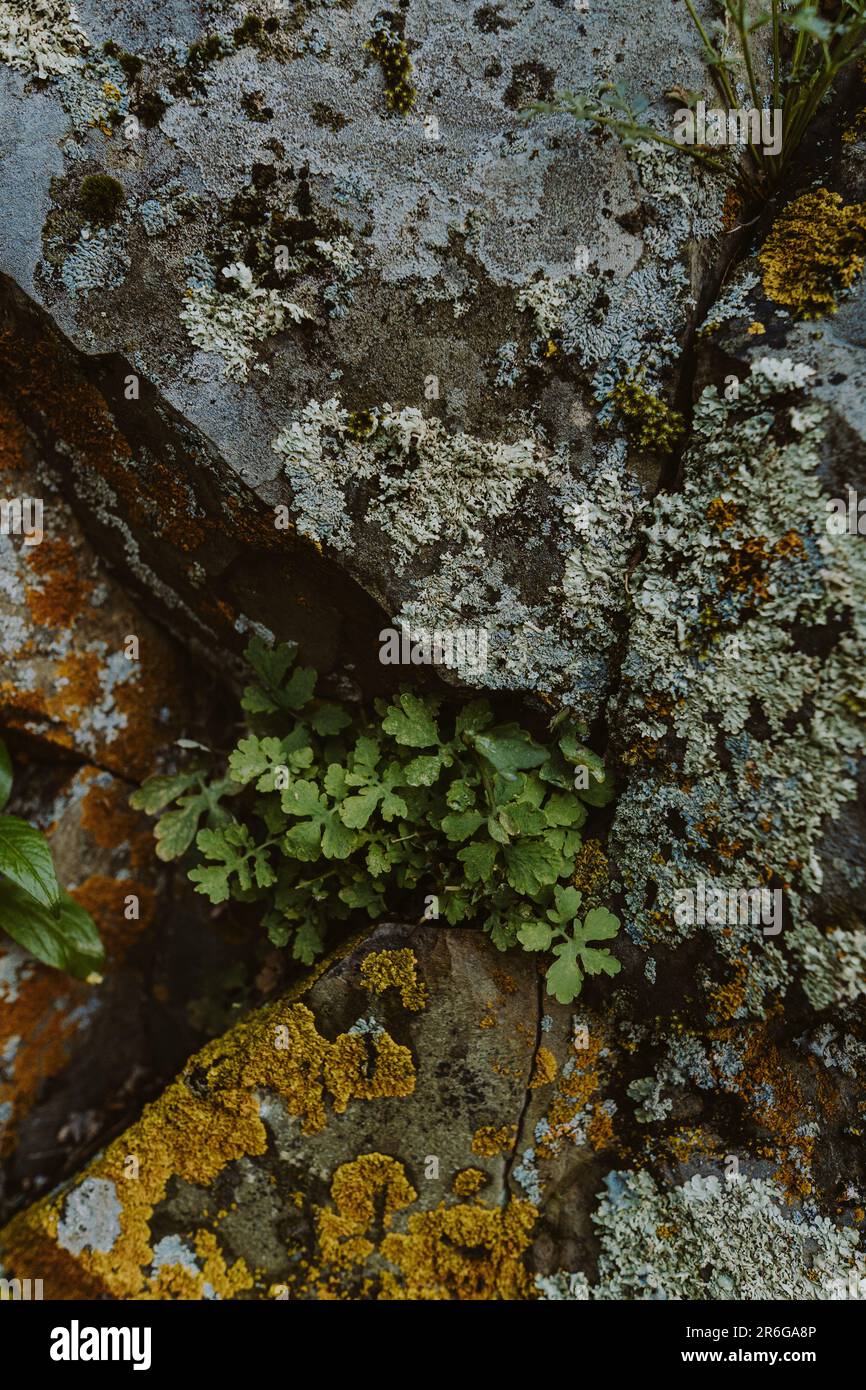 Natural abstract background stone texture with moss and plants Stock ...