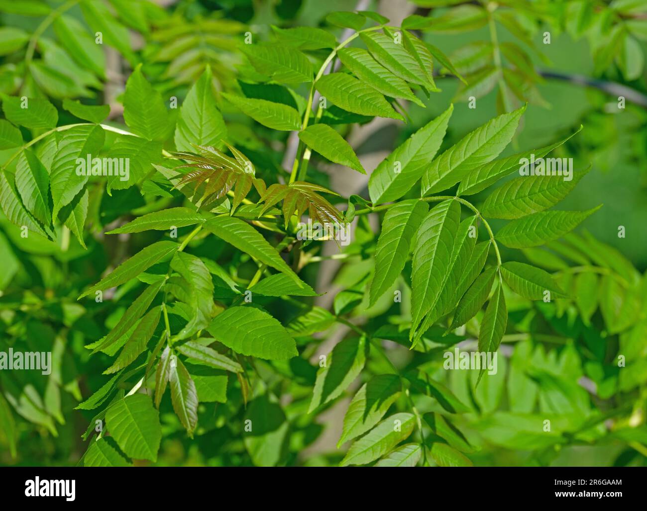 Leaves of the common ash, Fraxinus excelsior Stock Photo - Alamy