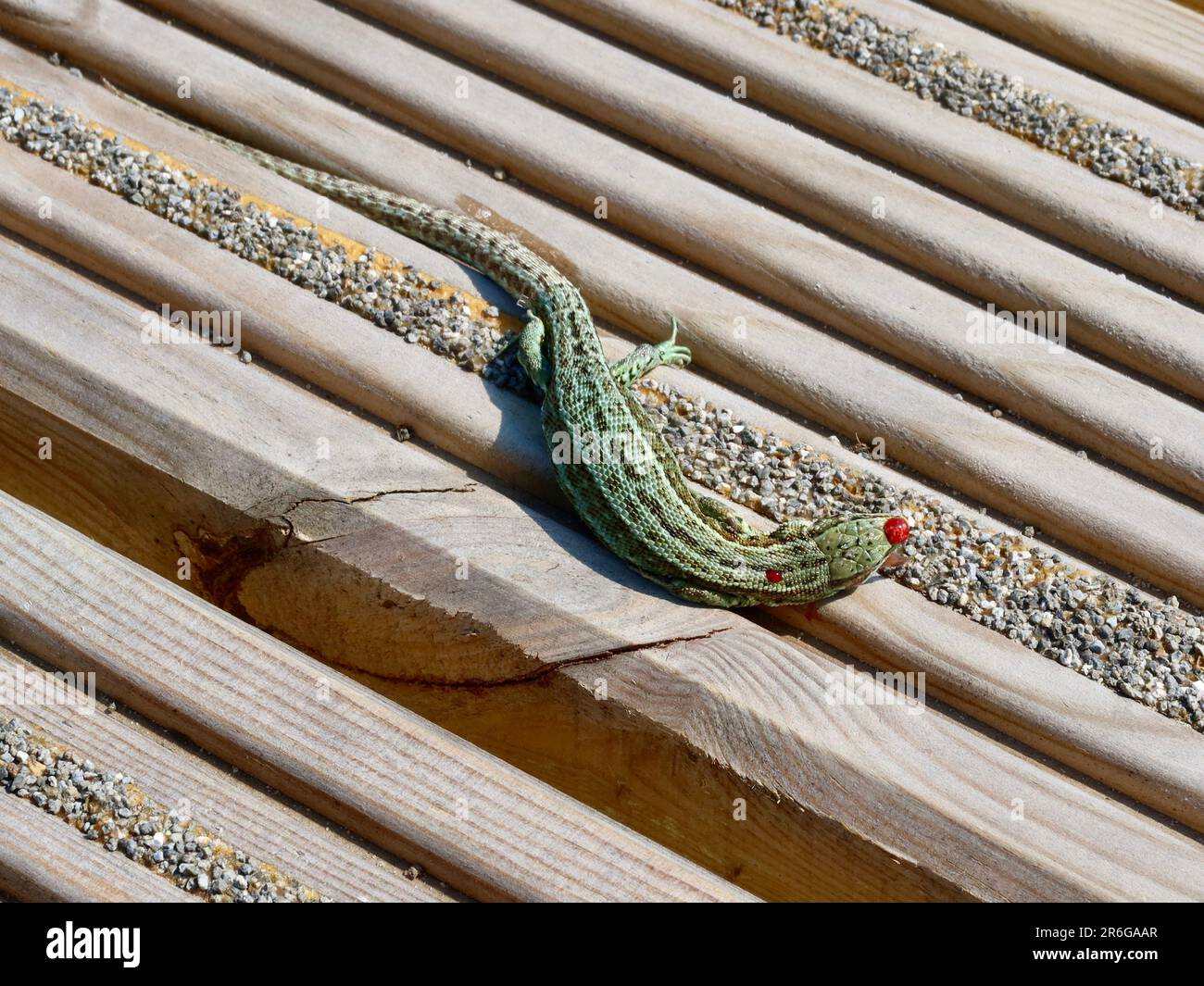 Saxmundham, Suffolk - 9 June 2023 : Minsmere nature reserve under ...