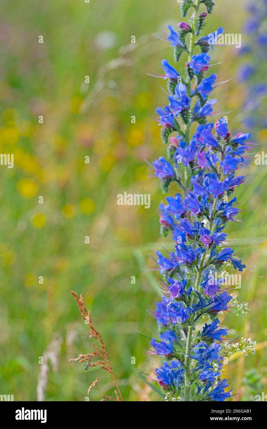 Flowering blue viper's bugloss, Echium vulgare Stock Photo - Alamy
