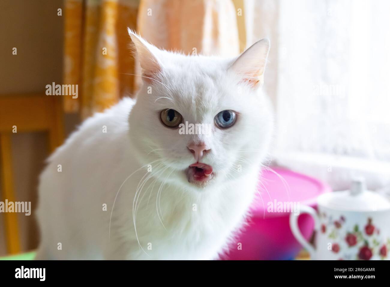 White cat meme hi-res stock photography and images - Alamy