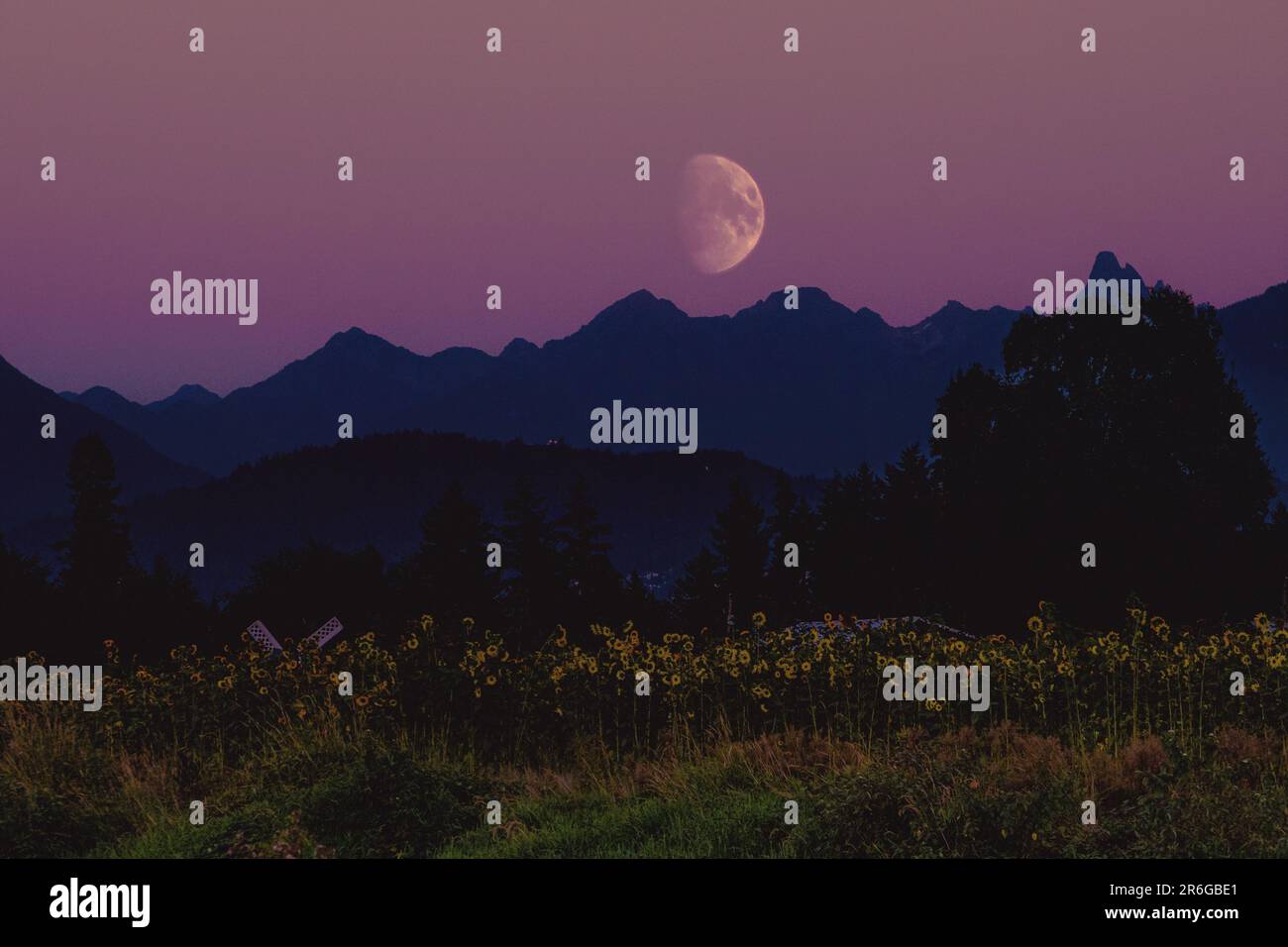 A beautiful image of a vivid purple moonrise over a majestic mountain ...