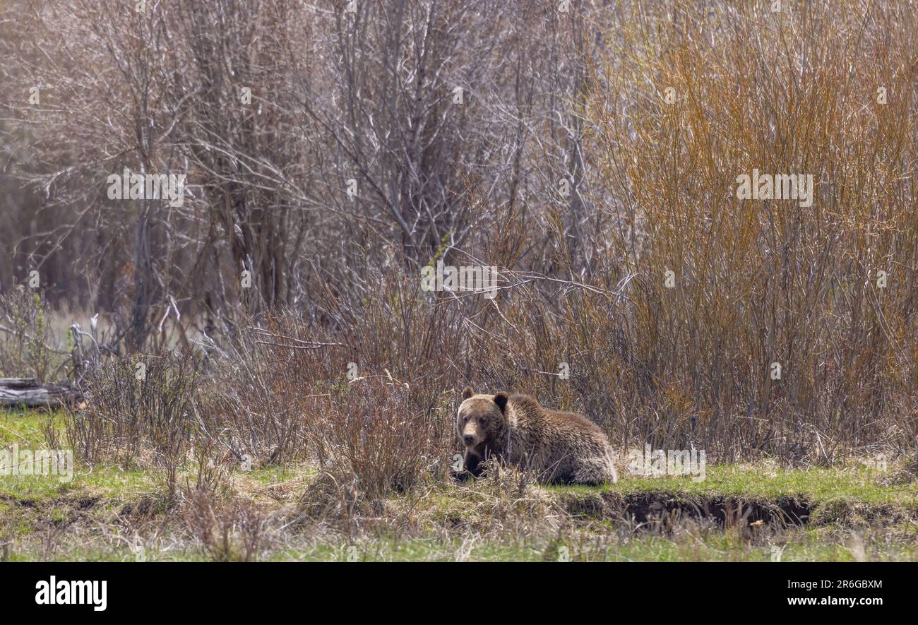 Grizzly Bear in Yellowstone in Springtime Stock Photo - Alamy