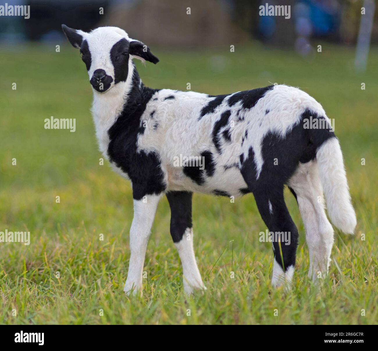 Sheep lamb with black and white spots on a grassy field Stock Photo - Alamy