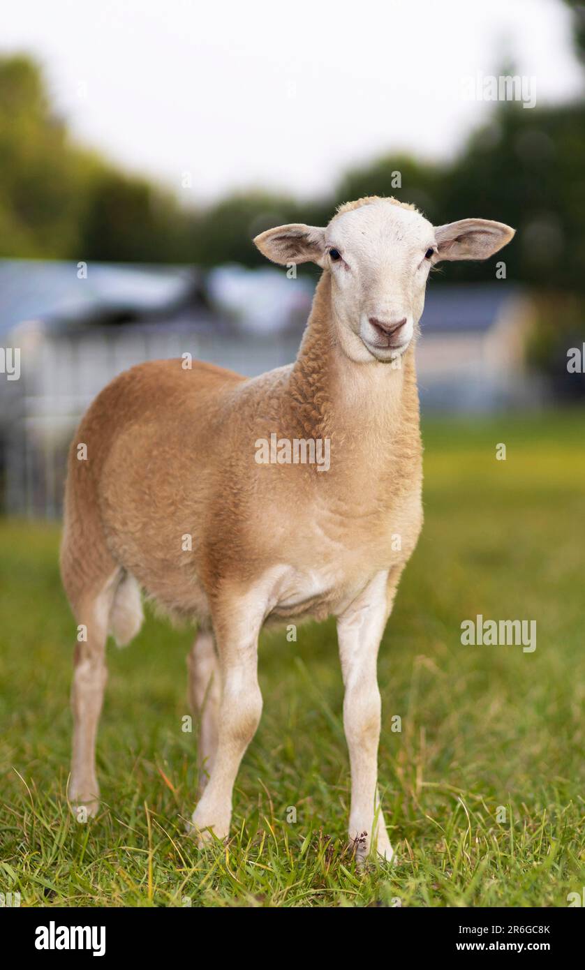 Light beige Katahdin sheep lamb standing on a green field Stock Photo ...
