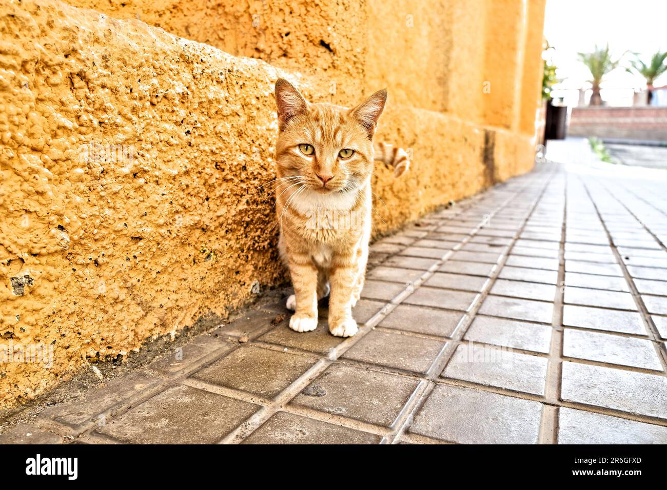 stray street wild cat adorable close Stock Photo - Alamy