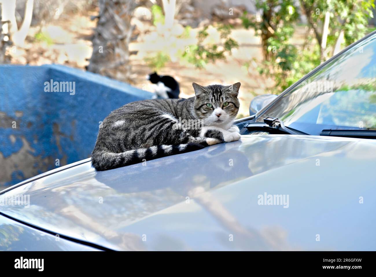 Wild stray cat fed hi-res stock photography and images - Alamy