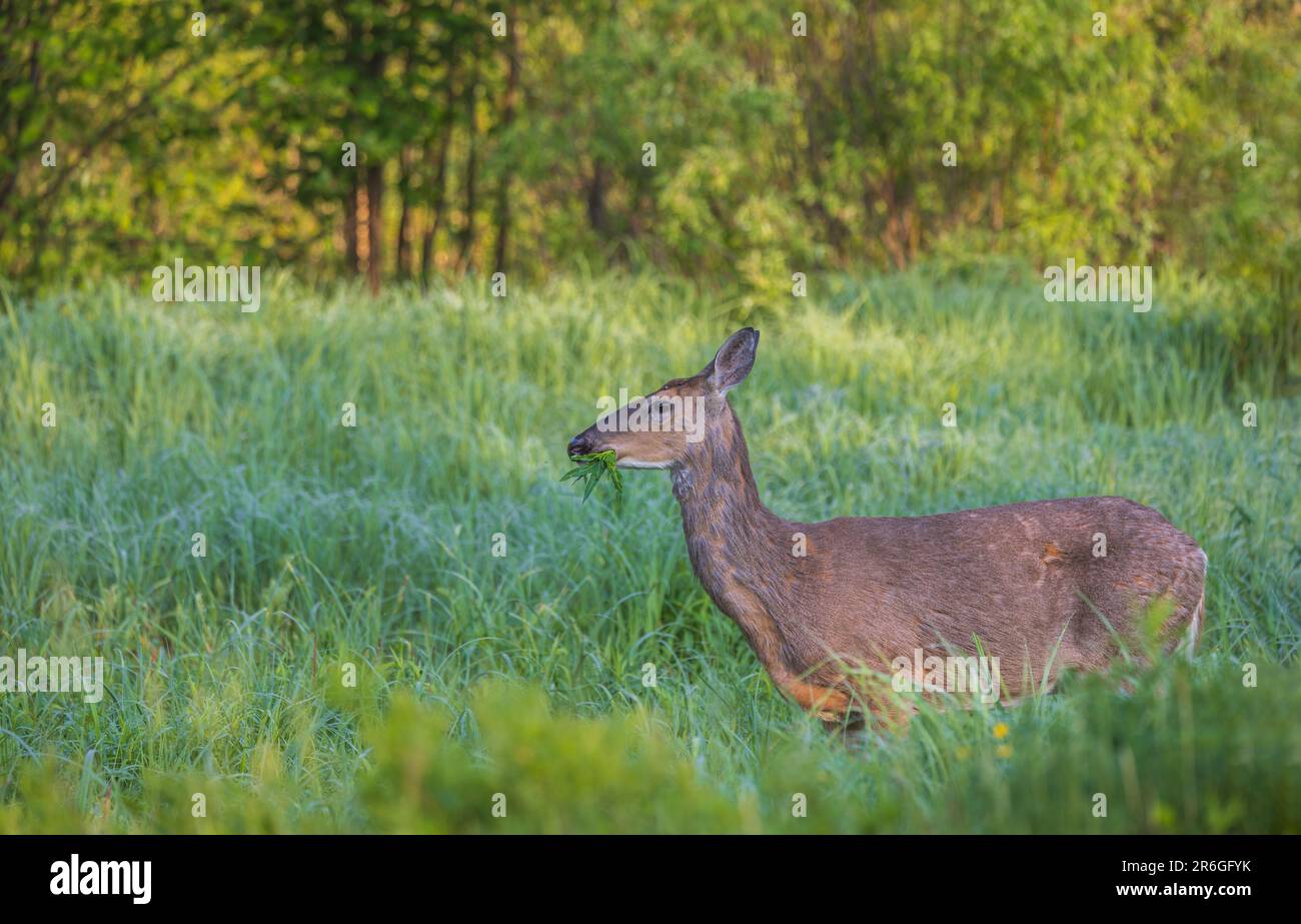 White-tailed doe browsing next to the road in northern Wisconsin Stock ...