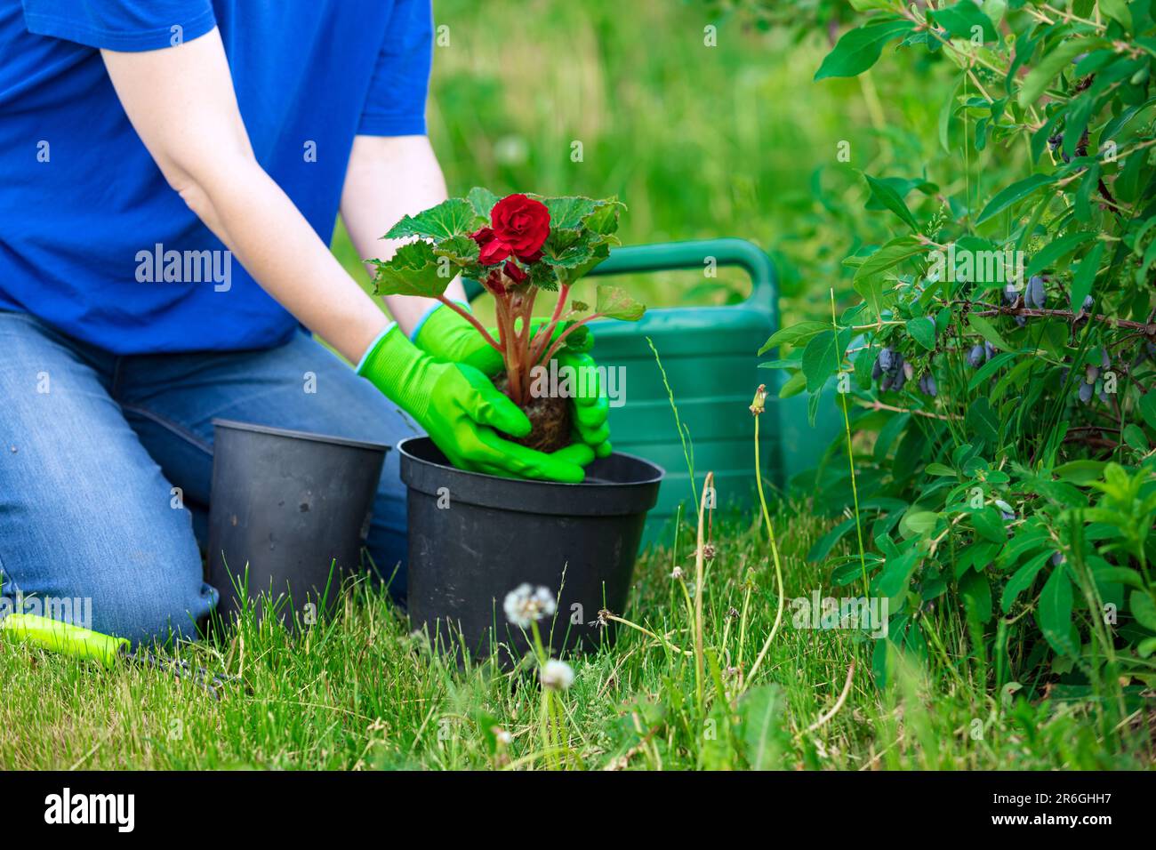 Gardening. Female hands in green gloves planting a flower in the garden ...