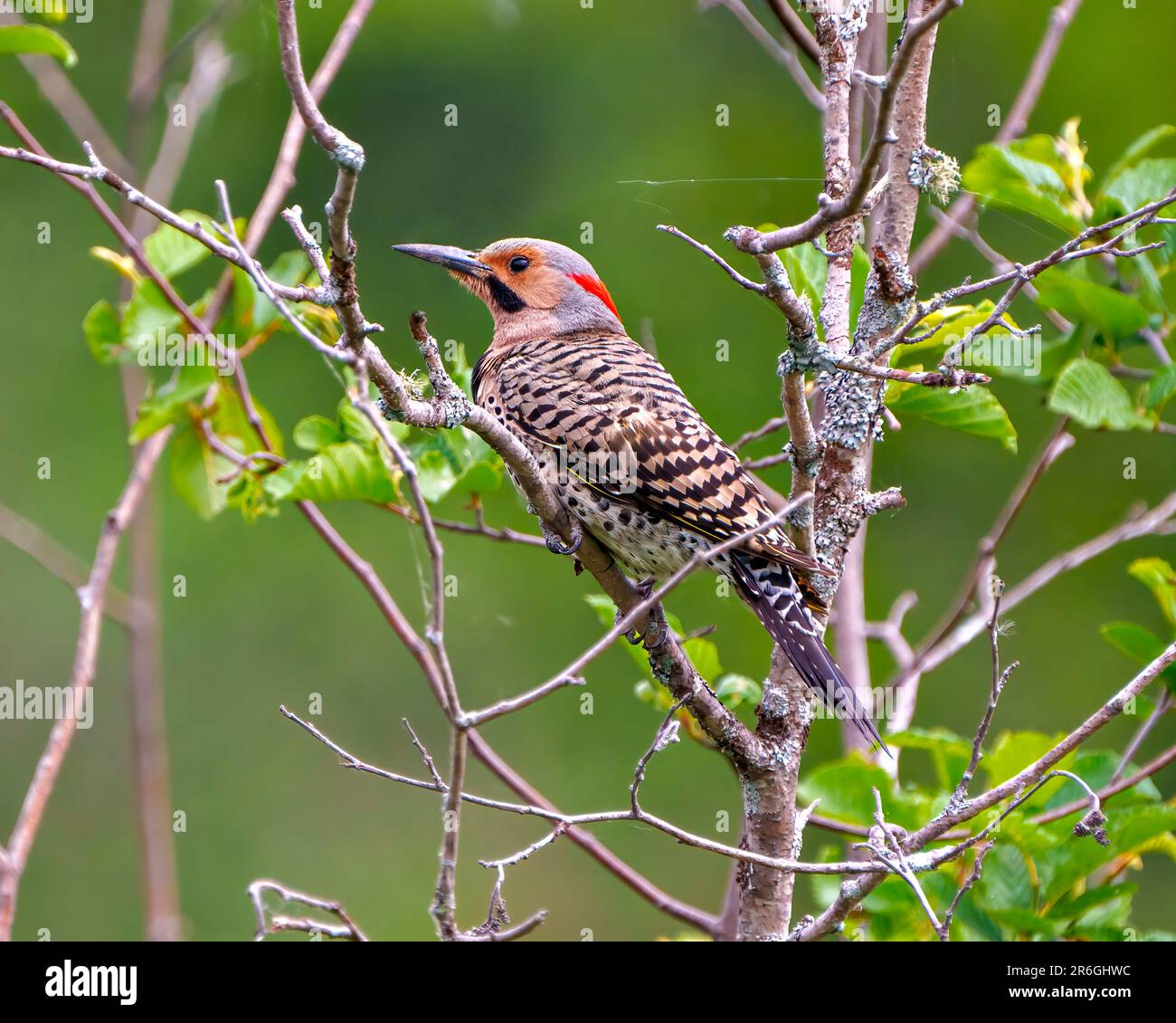 Northern Flicker male side view close-up perched on a branch with green ...