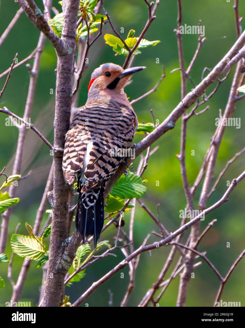 Family bird eye hi-res stock photography and images - Alamy