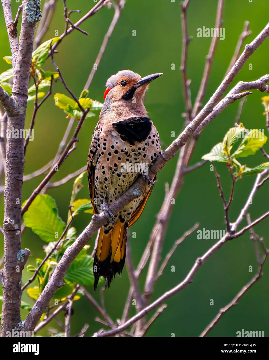 Northern Flicker male front view close-up perched on a branch with blur ...