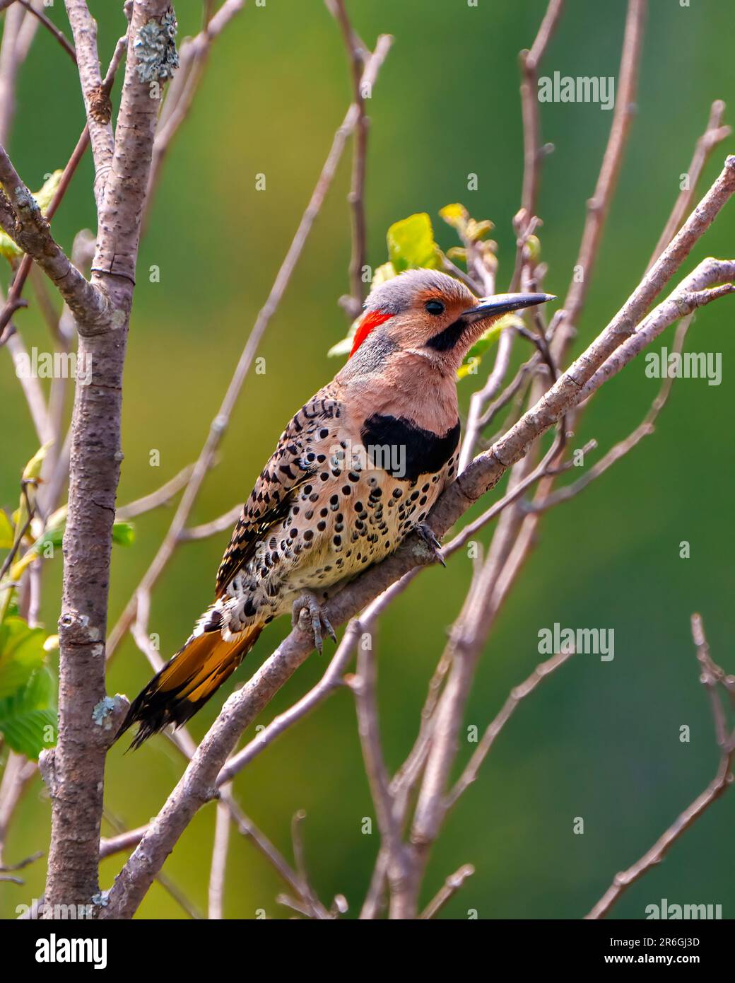 Nape male hi-res stock photography and images - Alamy