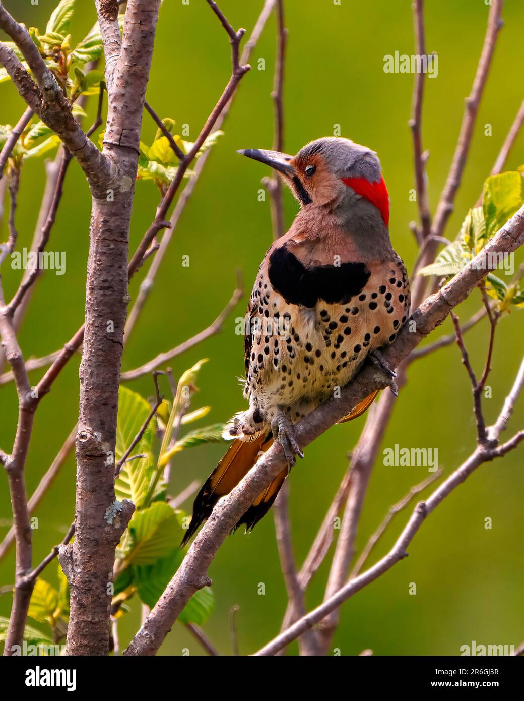 Northern Flicker male front view close-up perched on a branch with blur ...