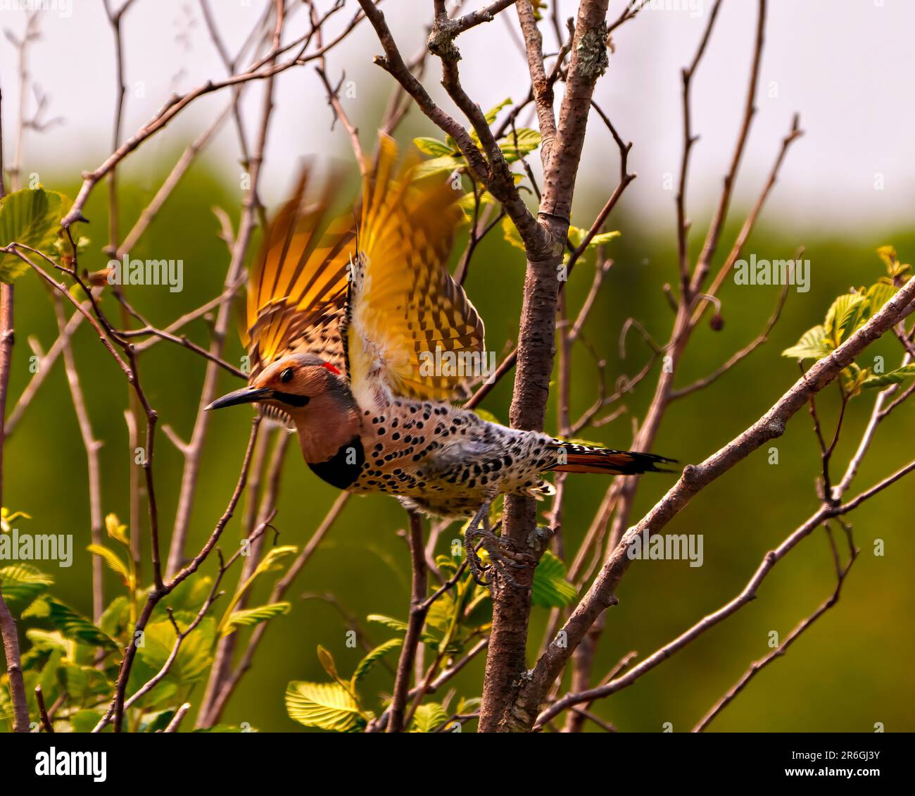 Northern Flicker male flying with spread wings with a forest background ...