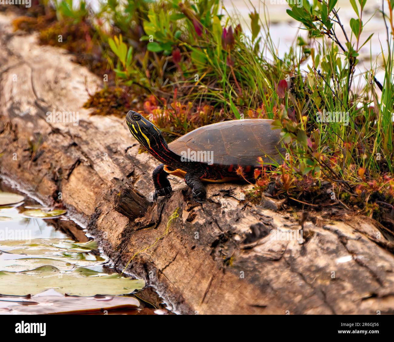 Painted turtle resting on a moss log in the pond with water lily pads ...
