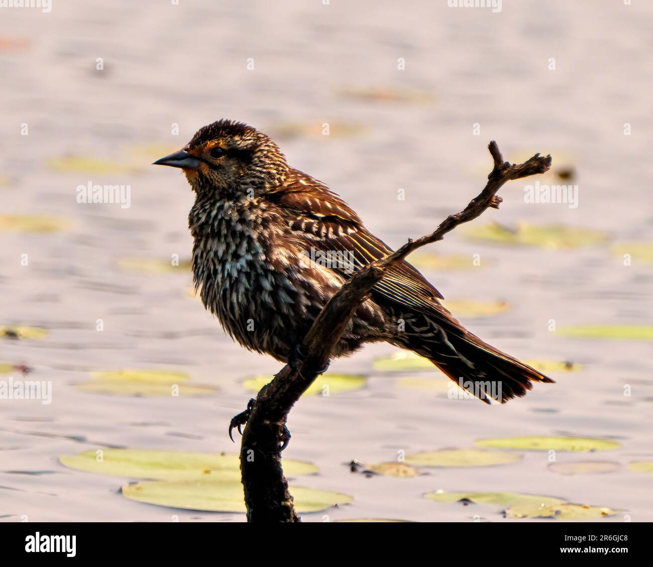 Red-Winged Blackbird female close-up side view, perched on a a twig ...