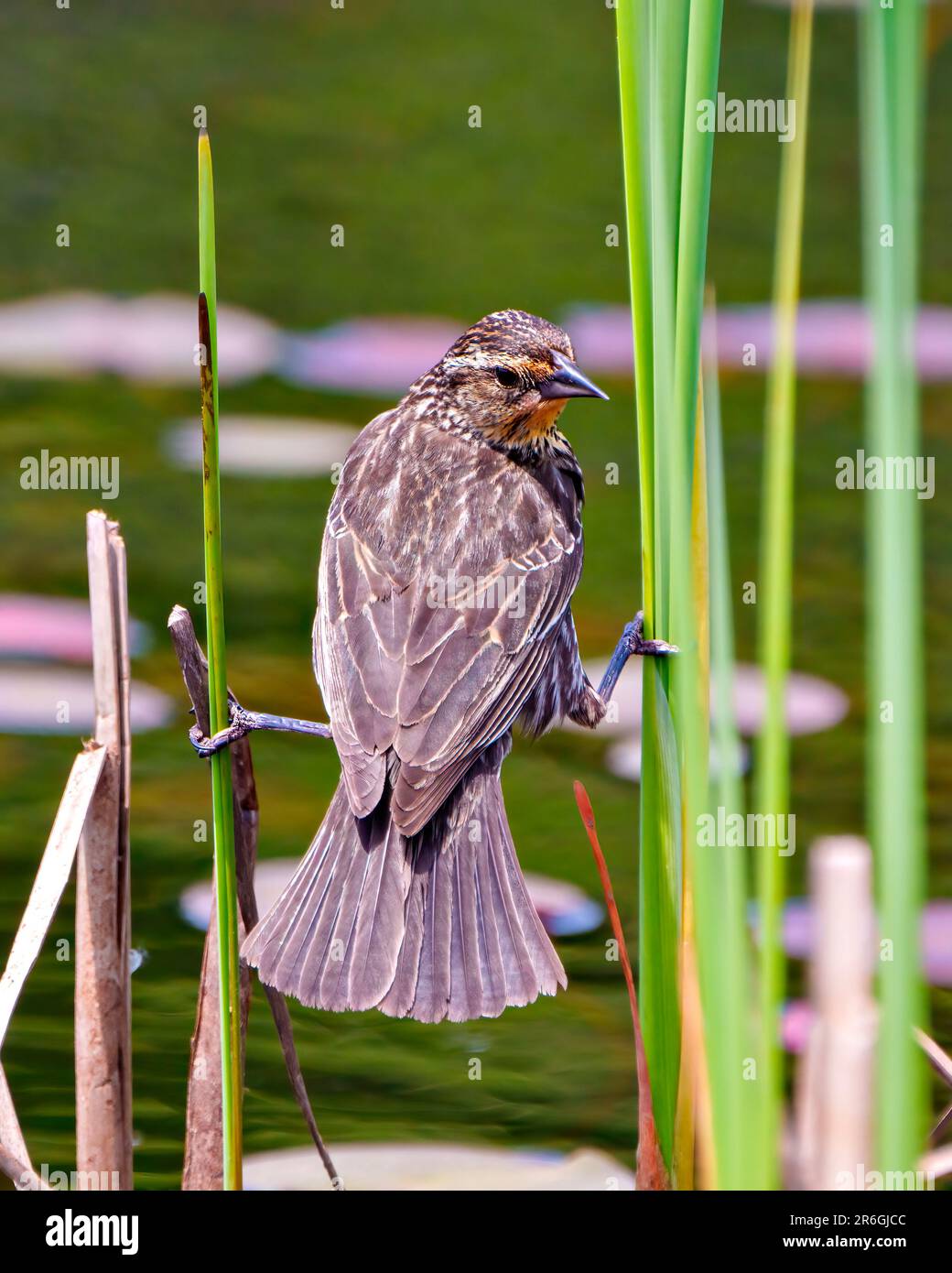 Red-Winged Blackbird female close-up rear view, perched on a cattail ...