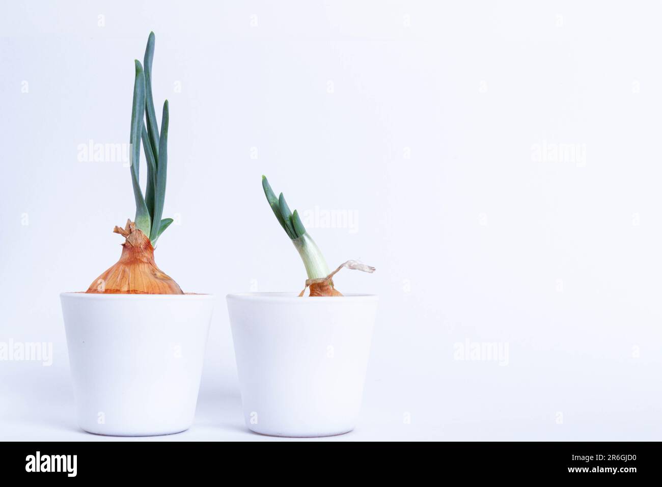 Growing plants in the laboratory. Sprouted green onions on a white ...