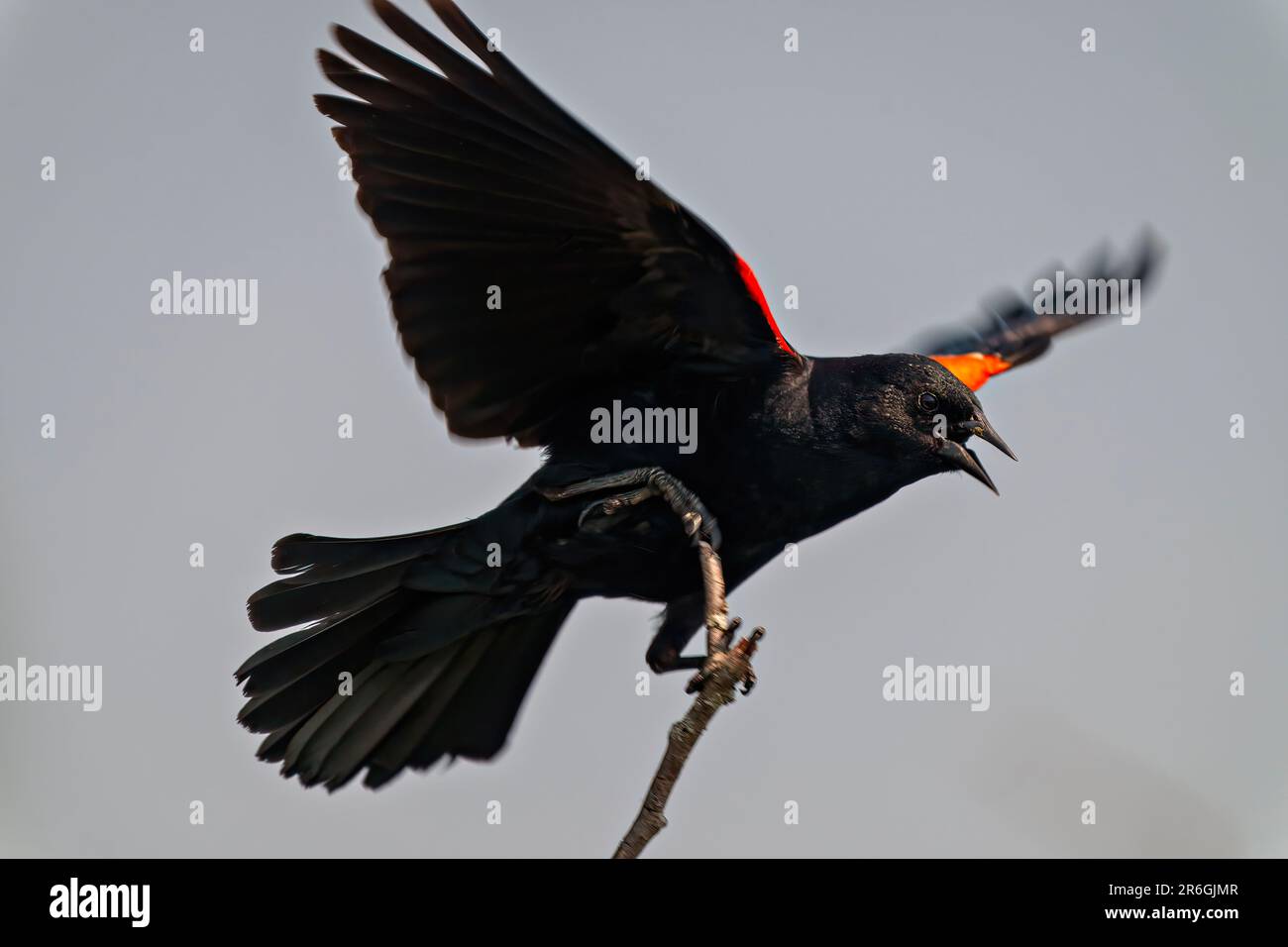 Red-Winged Blackbird landing on a twig with blue sky background in its ...