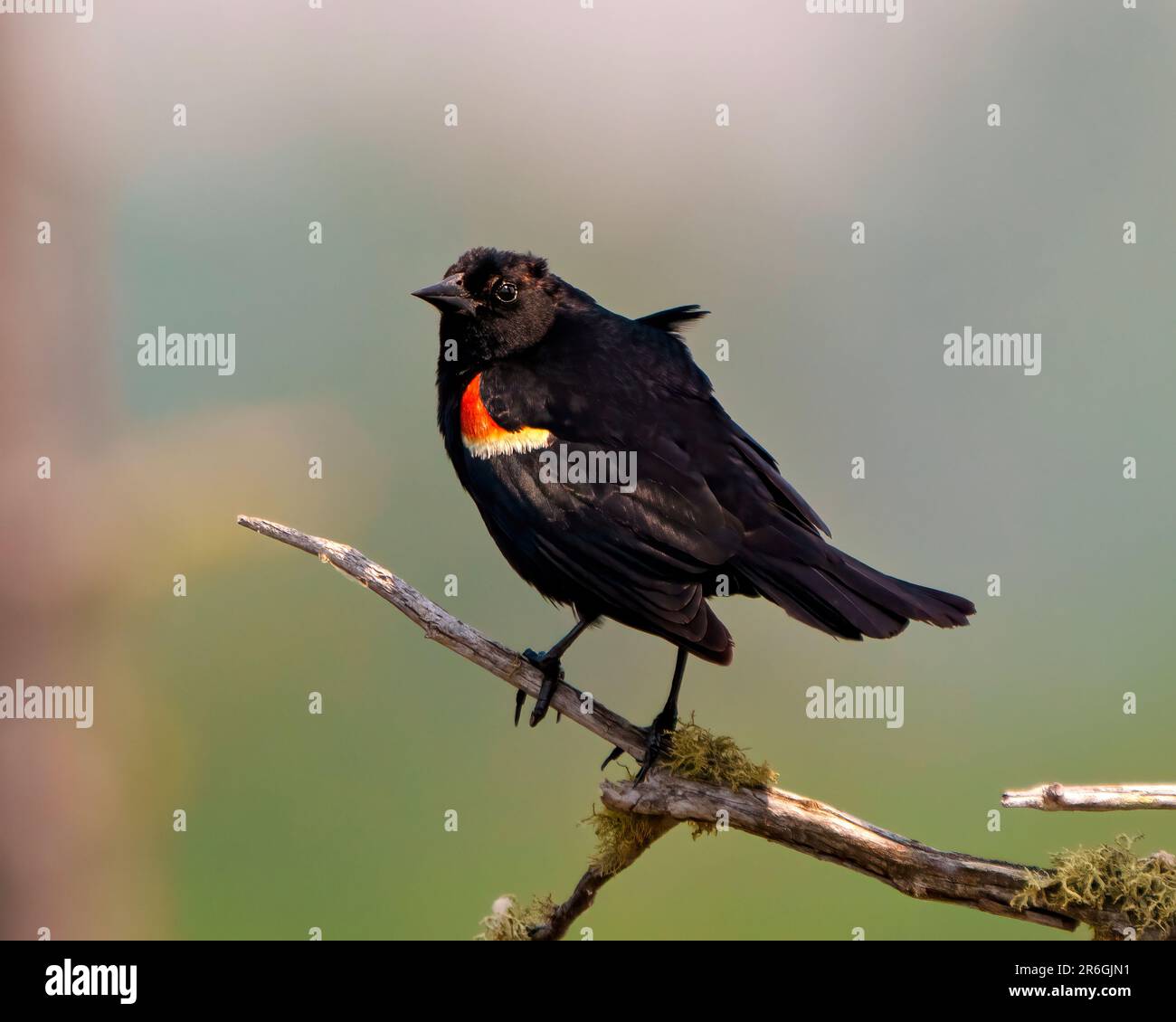 Close up side view colourful hi-res stock photography and images - Alamy