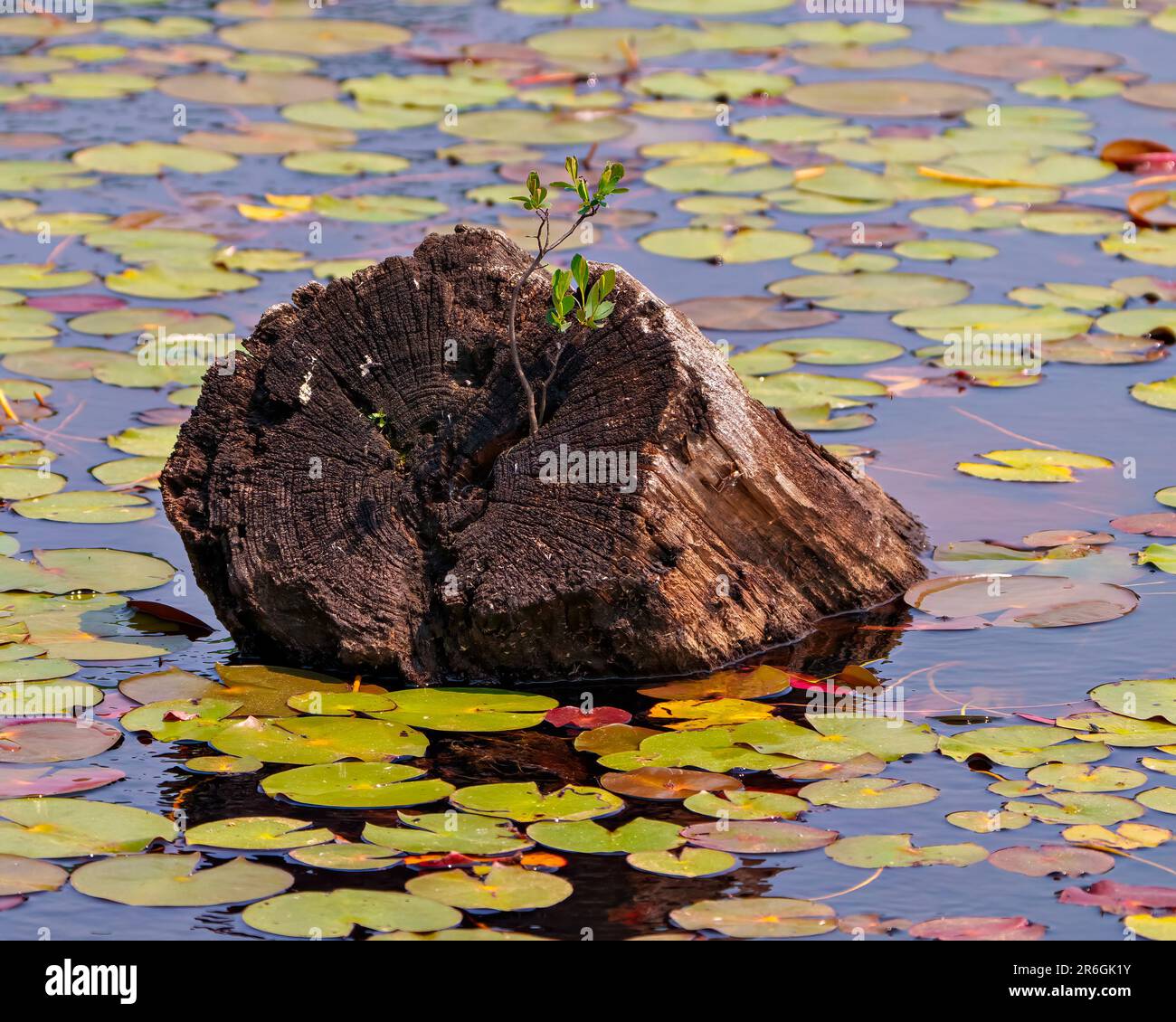 Old wooden tree stump with the new growth germ on the stump in the ...