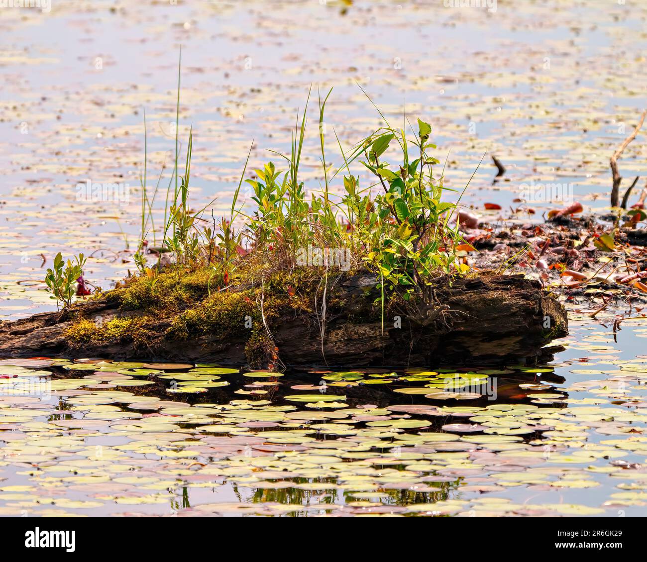 Old wooden tree stump with the new growth germ on the stump in the ...