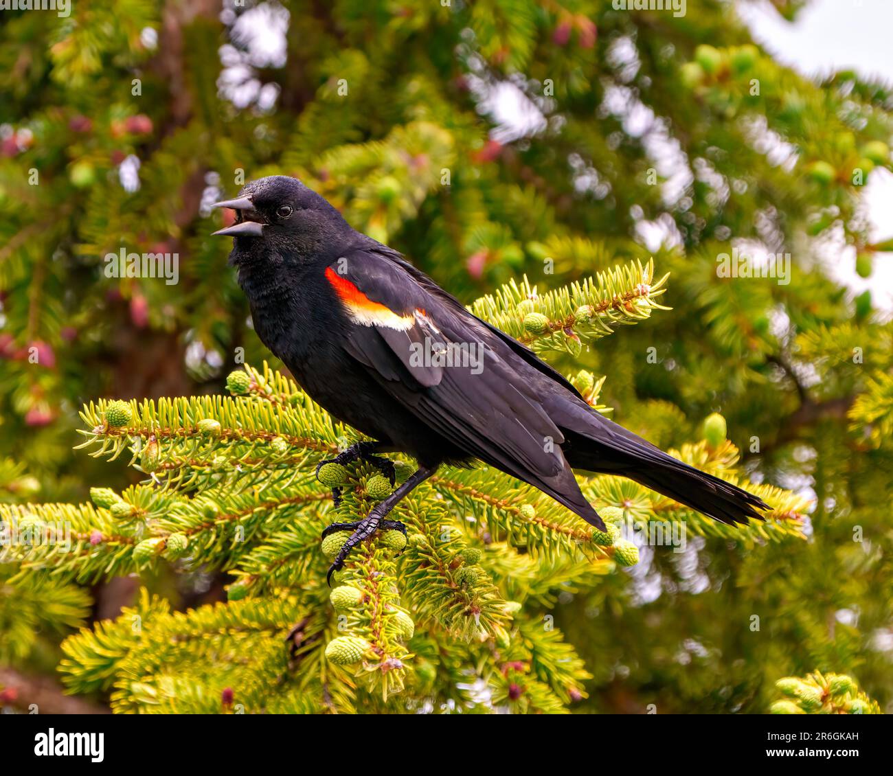 Red winged black bird singing hi-res stock photography and images - Alamy