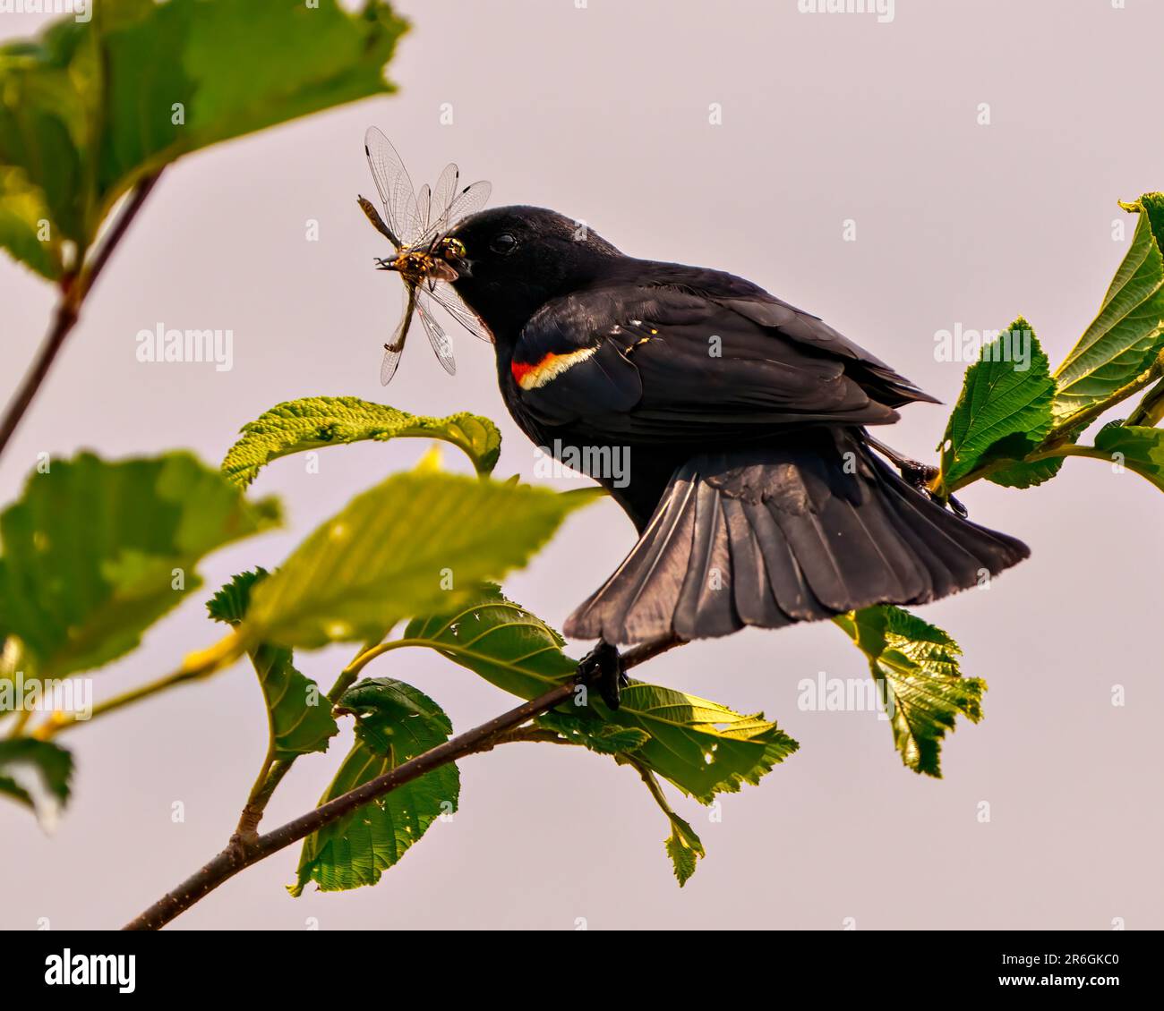 Red-Winged Blackbird male close-up rear view, perched on a branch with ...