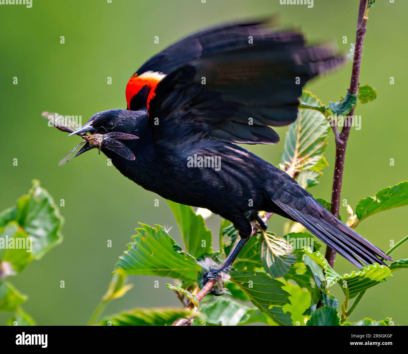 Black Bird Wings Spread
