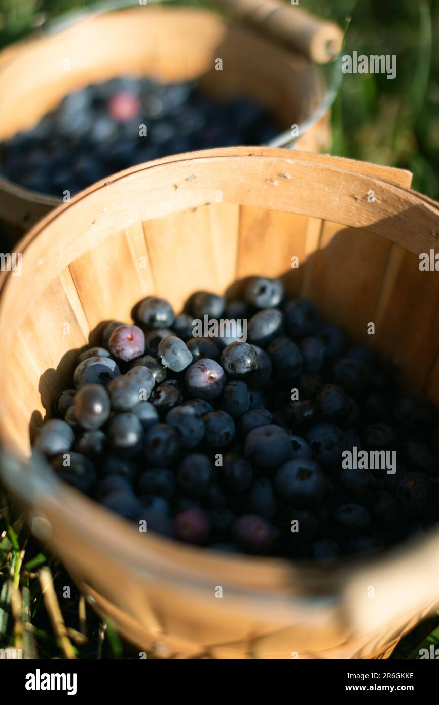 A wooden bucket full of freshly picked blueberries in a rural setting ...