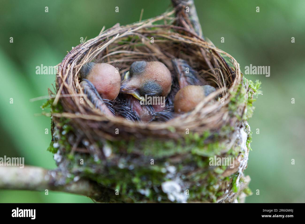 Newborn baby birds nest. Young wild birds sleeping in their birds nest ...