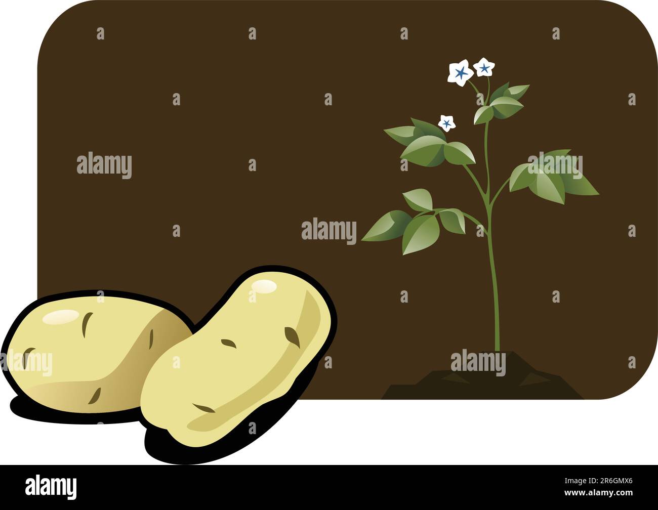 Vector color illustration of a potato Stock Vector Image & Art - Alamy
