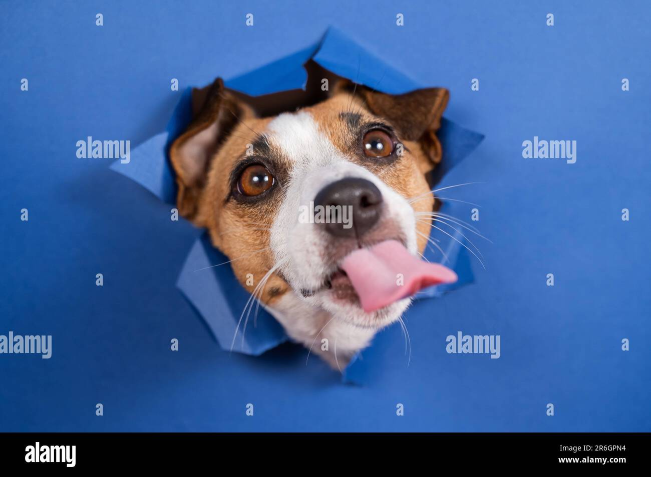 Funny dog jack russell terrier leans out of a hole in a paper blue ...