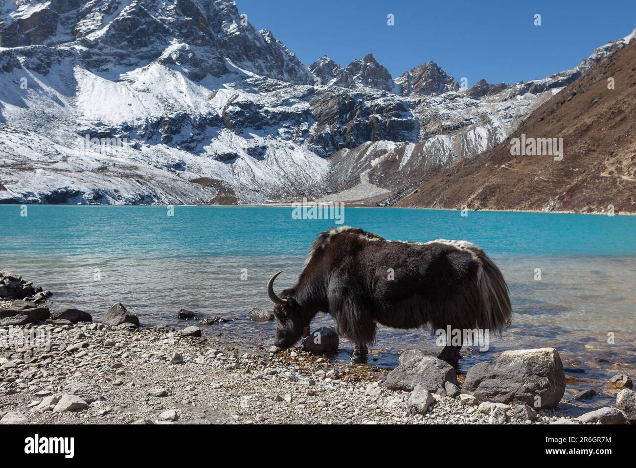 Big black Himalayan yak drinking water from the Gokyo lake in Nepal. View of amazingly beautiful ...