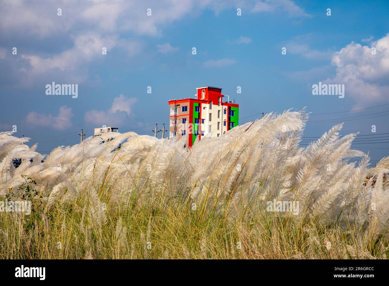 Kans grass, Catkins or Kash flowers (Saccharum spontaneum) bloom in ...
