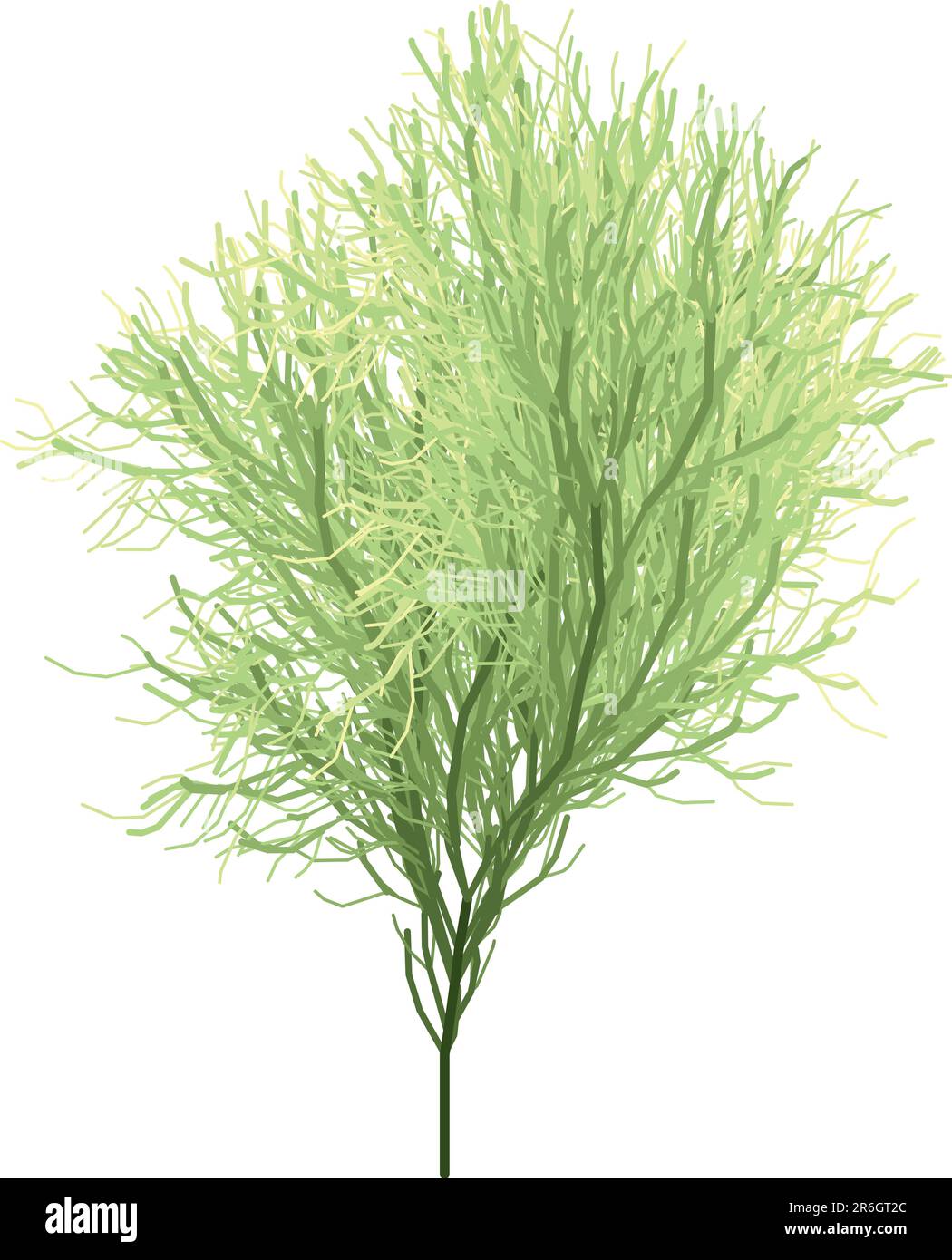 bushy green tree, vector Stock Vector Image & Art - Alamy