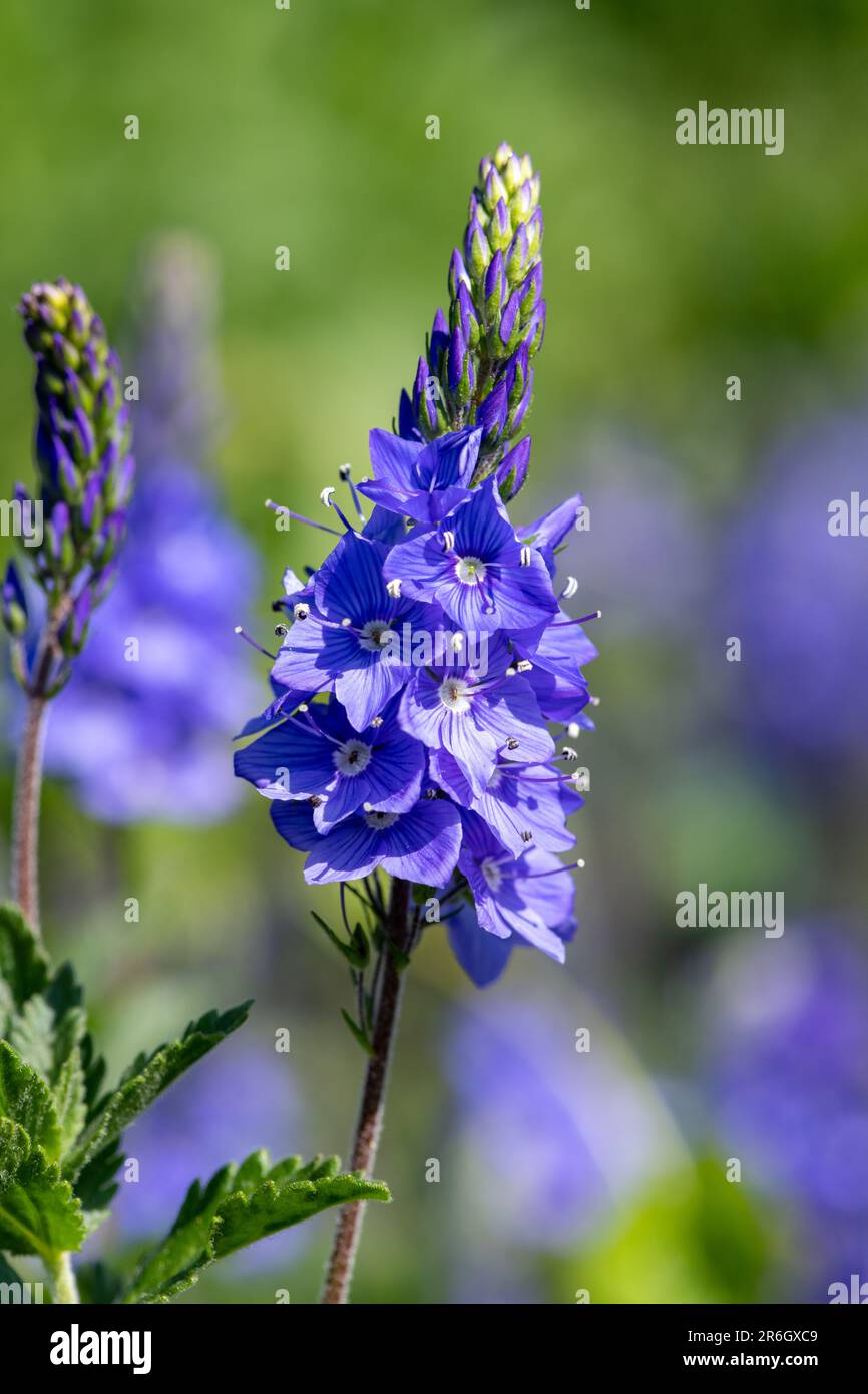 Macro shot of garden speedwell (veronica longifolia) flowers in bloom ...