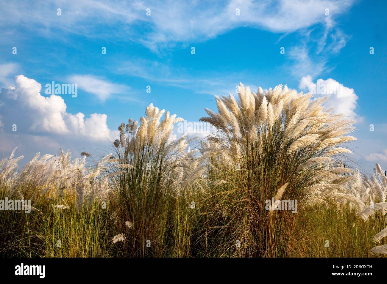 Kans grass, Catkins or Kash flowers (Saccharum spontaneum) bloom in ...