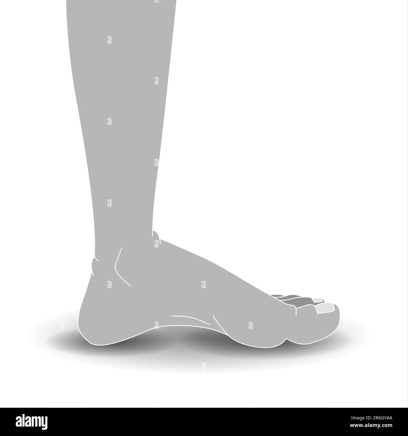 Human foot anatomy Black and White Stock Photos & Images - Alamy