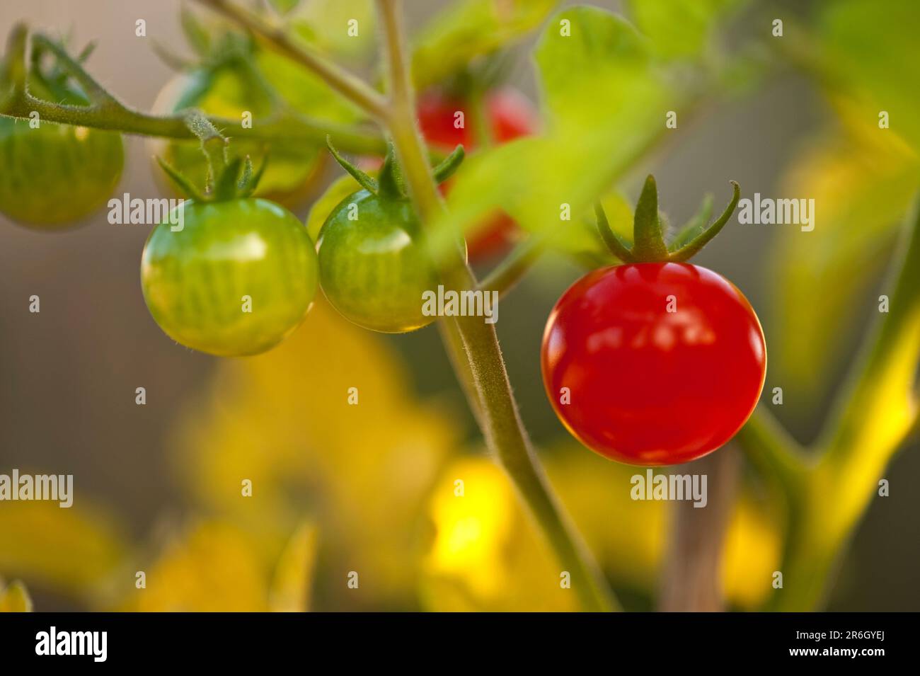 Cherry tomato plant outdoors close-up Stock Photo - Alamy