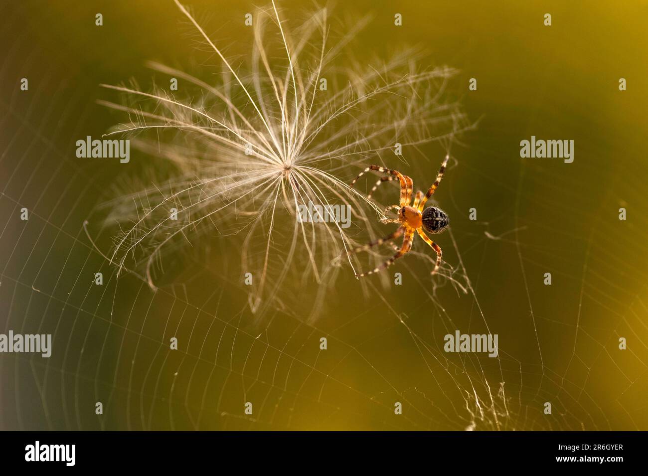 Spider repairing web sunset light trying to free a dandelion seed from ...