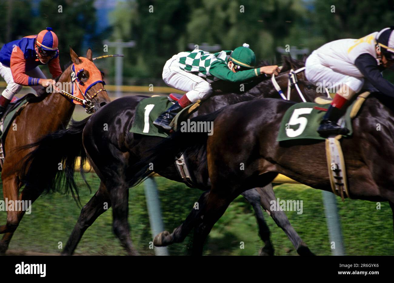 Horse race with riders neck and neck racing to the finish line Stock ...